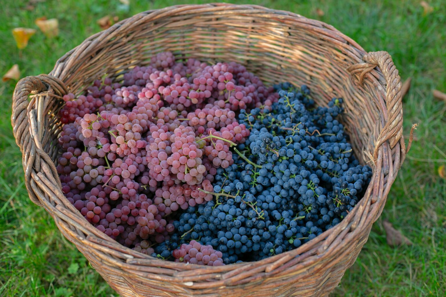 How Heavy is Your Red Wine? Plus: 25 Varieties Ranked - How Heavy is ...